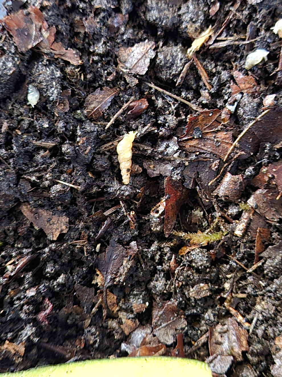 Octona Sublina (Unicorn Snails) | The Bug Room