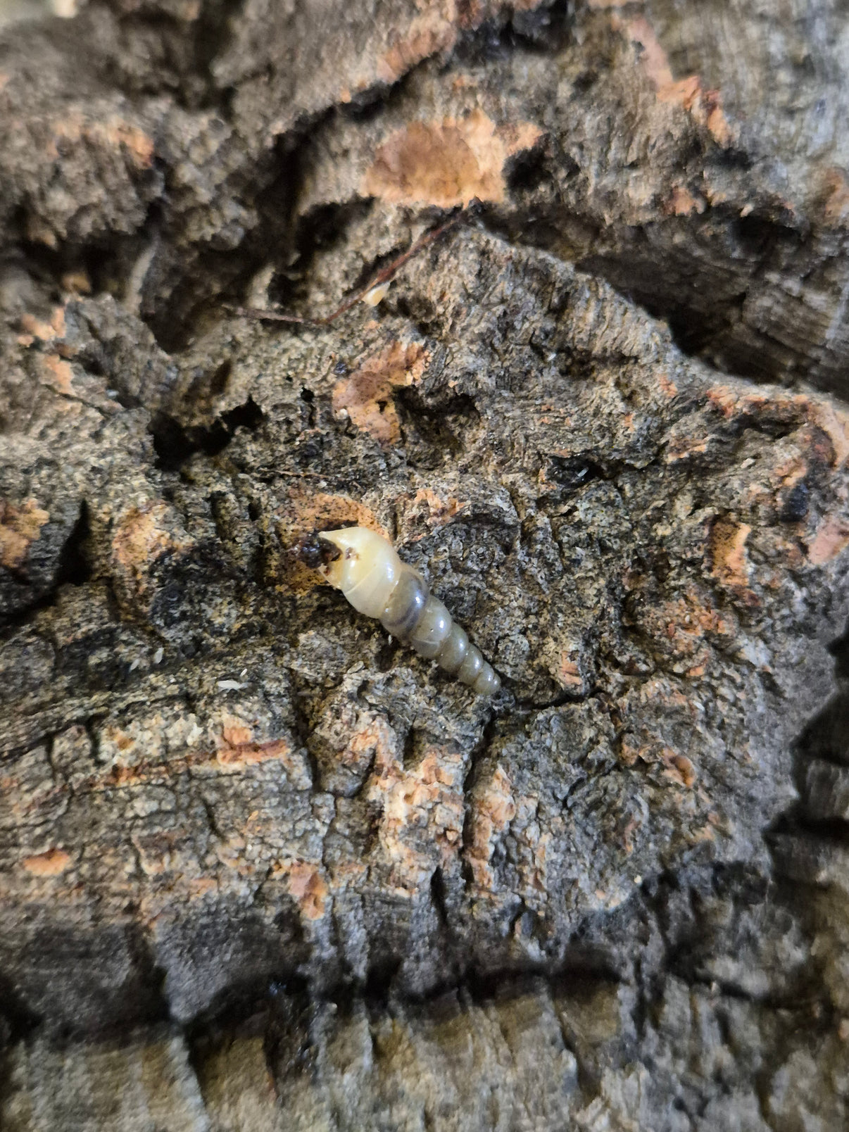 Octona Sublina (Unicorn Snails) | The Bug Room