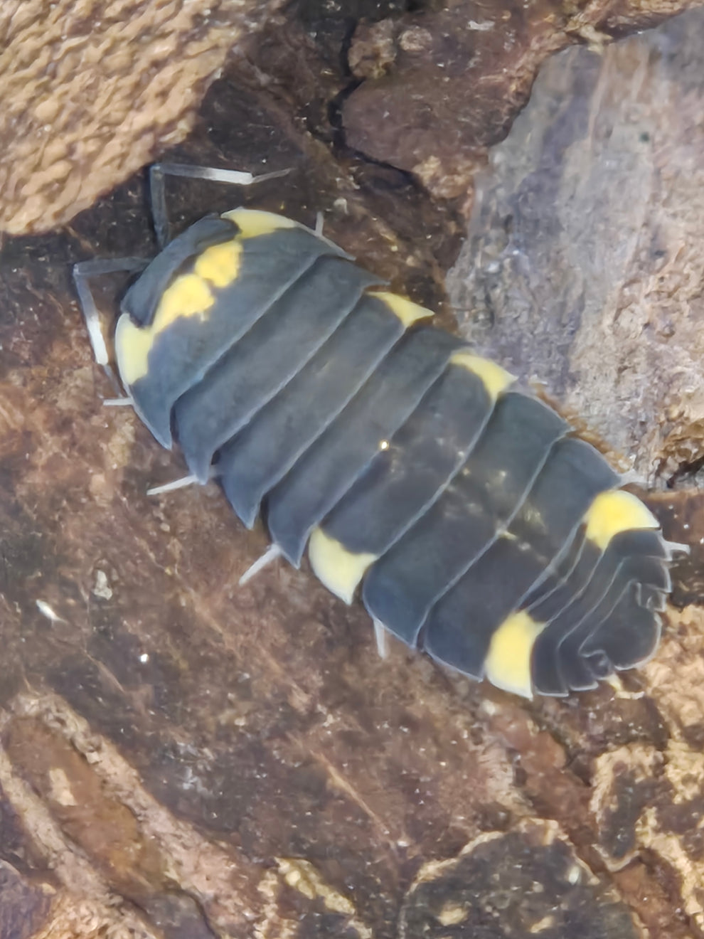 Ardentiella sp (ex Merulanella sp). "Yellow Panda" Isopods | The Bug Room