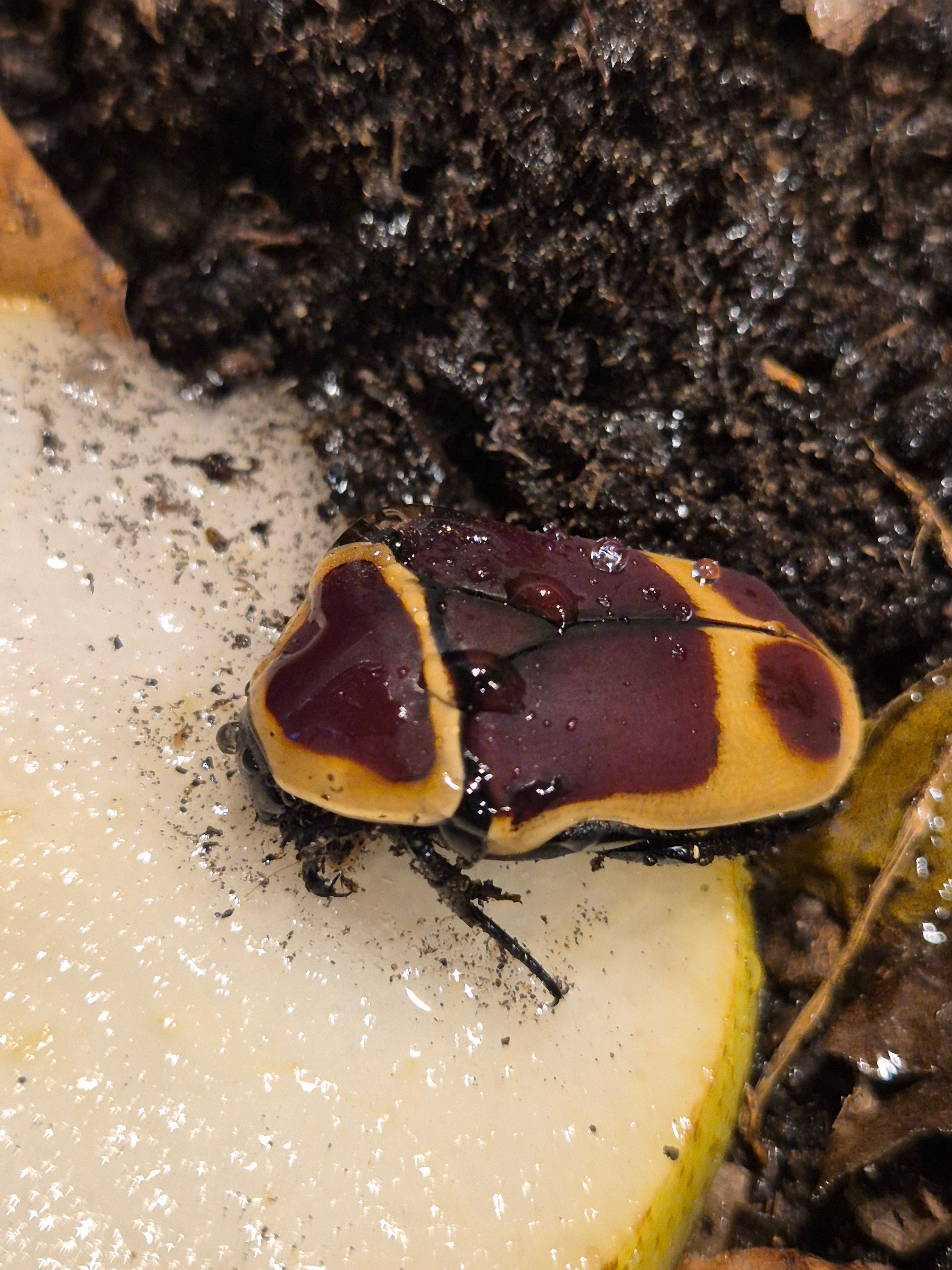 Pachnoda marginata For Sale | Sun Beetle | The Bug Room