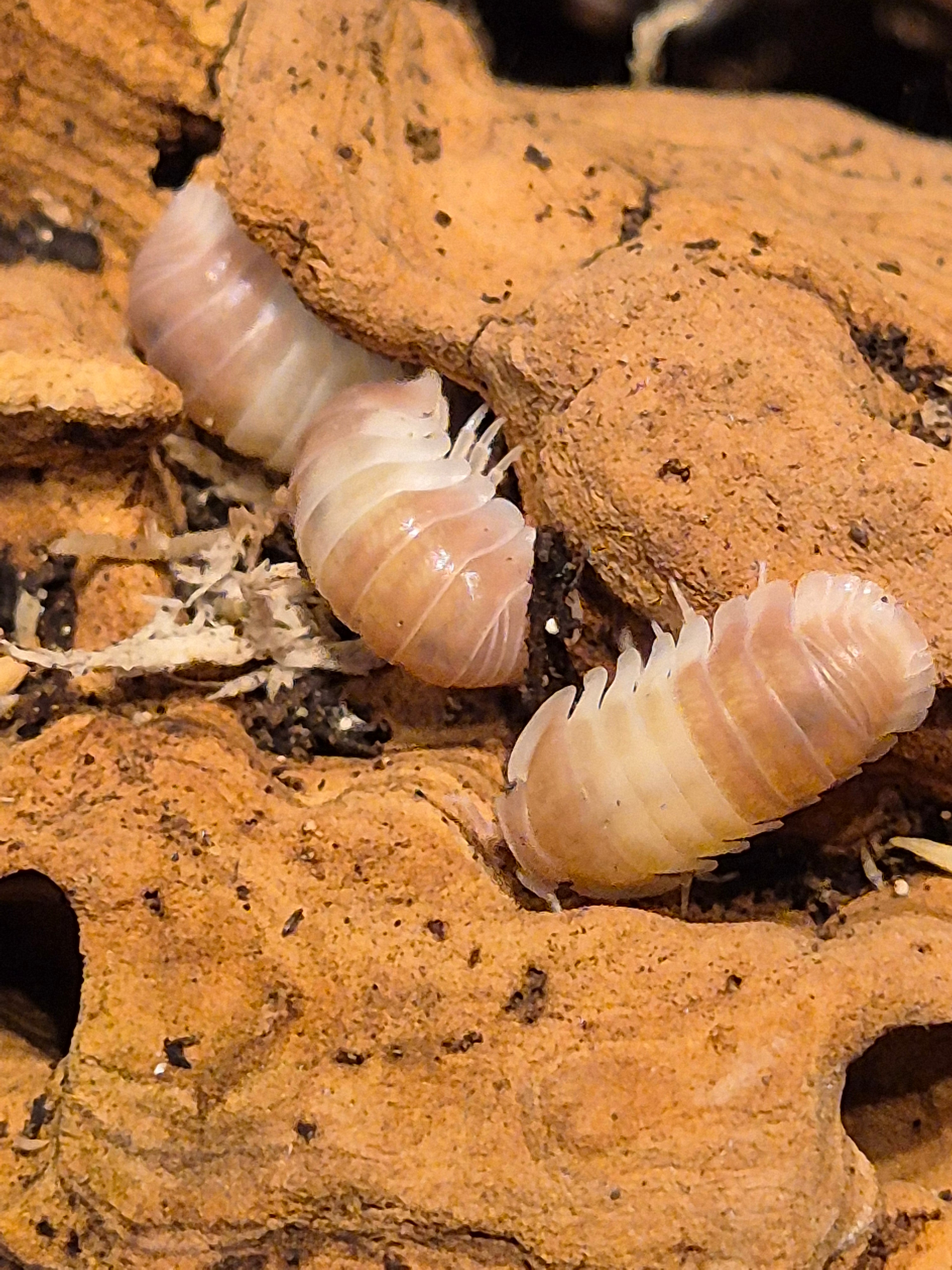 Cubaris sp "Pink Panda" Isopods | The Bug Room