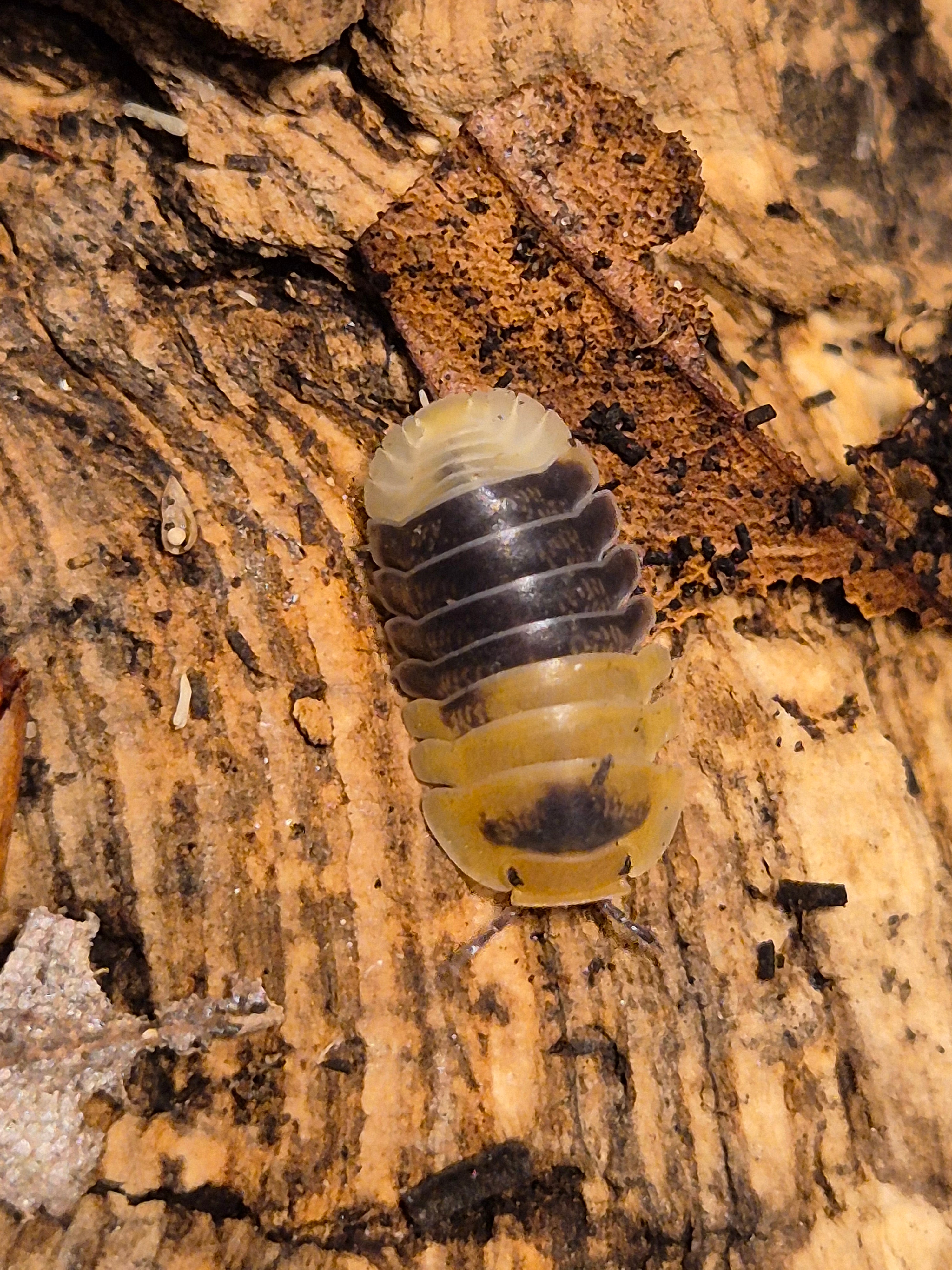 Cubaris sp "Bumblebee" Isopods | The Bug Room