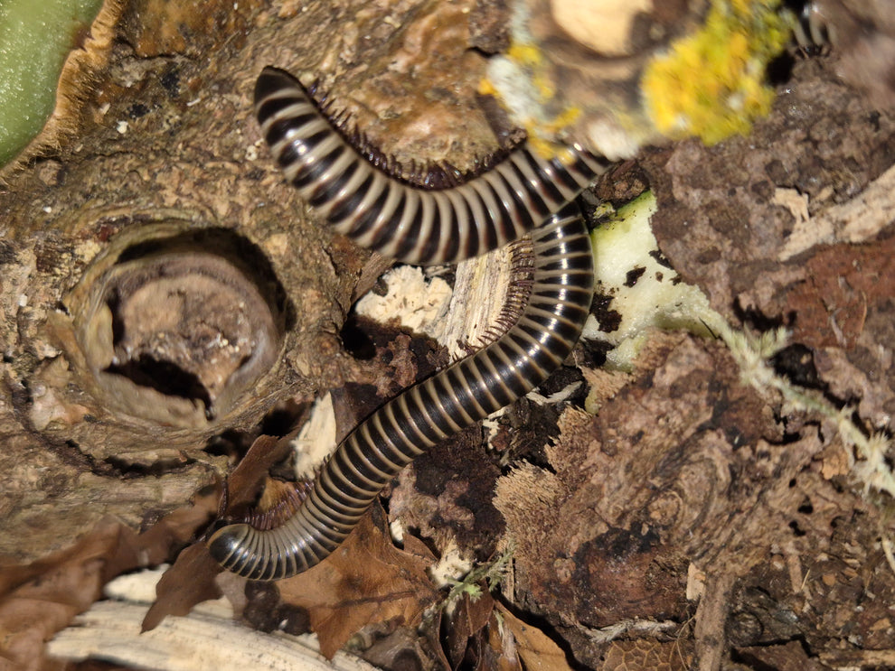 Chicobolus spinigerus "Ivory" Millipedes | The Bug Room