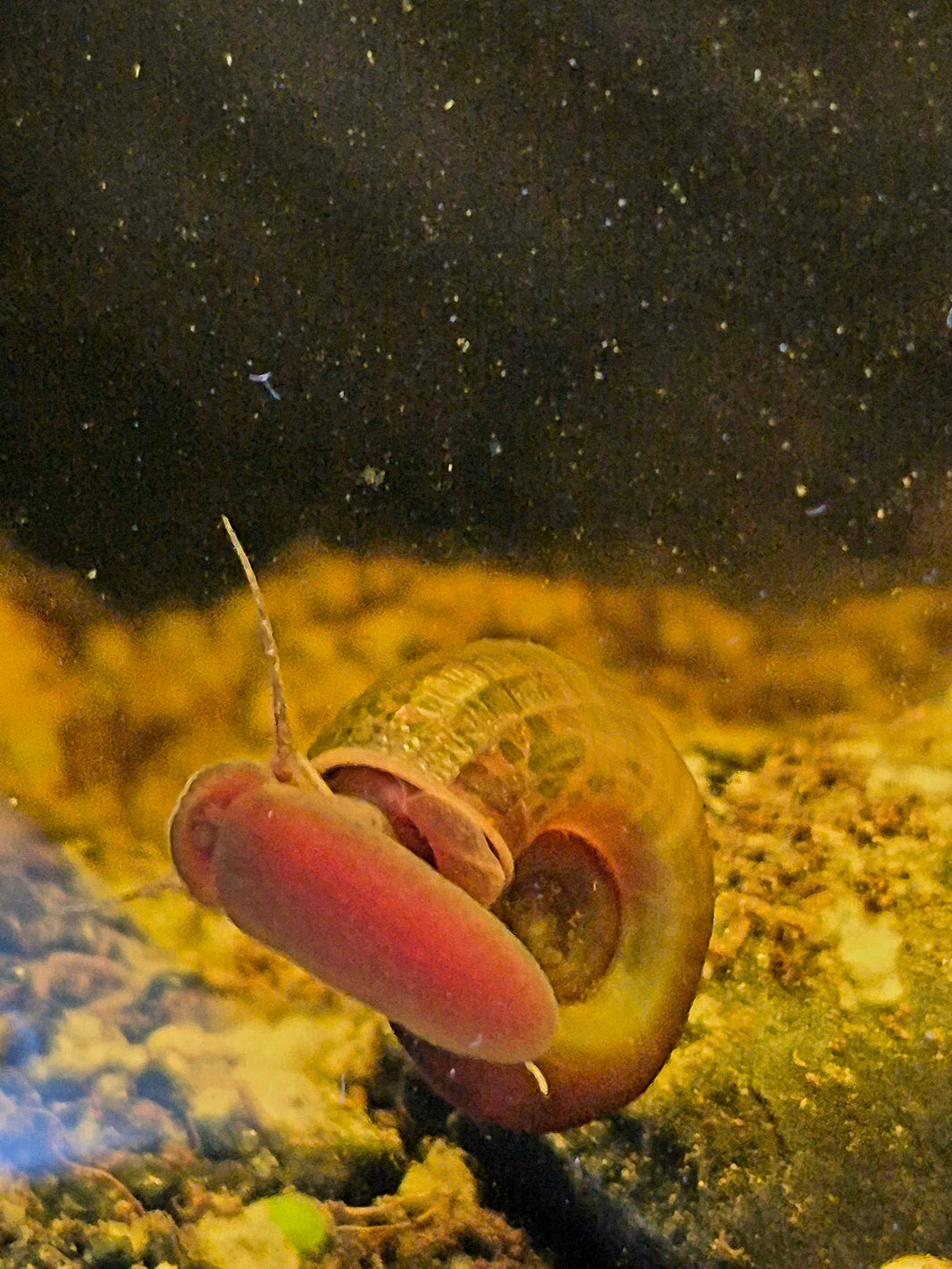 Live Snails For Sale | The Bug Room
